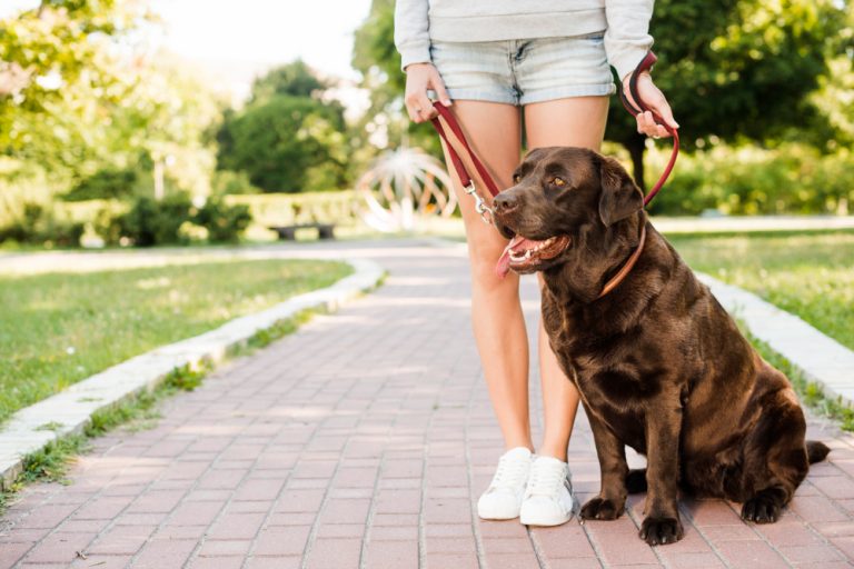 Dog Stye Causes Treatment and When It’s an Emergency - PetWellnessLife