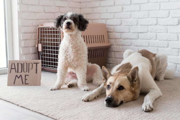 Dog Stye Causes Treatment and When It’s an Emergency - PetWellnessLife