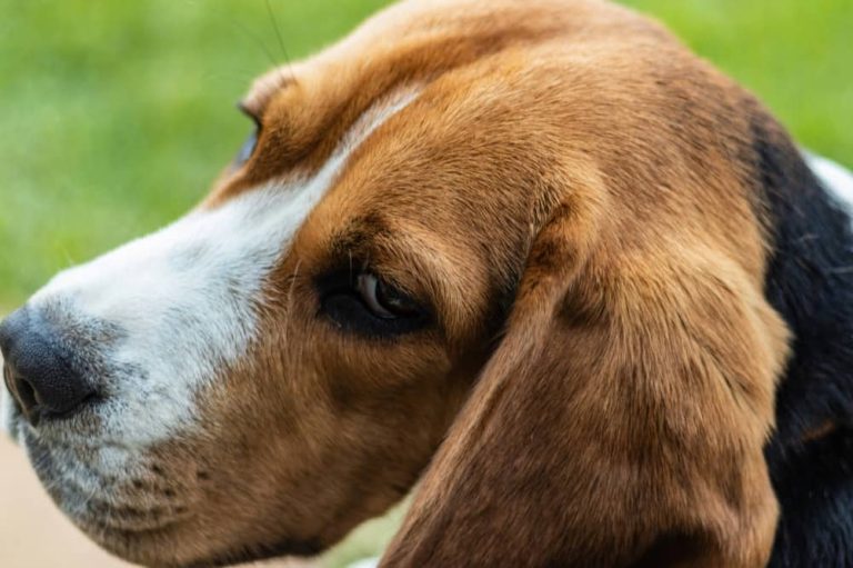 Dog Stye Causes Treatment and When It’s an Emergency - PetWellnessLife