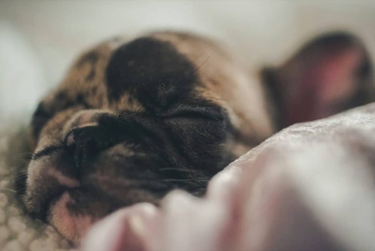 Dog Stye Causes Treatment and When It’s an Emergency - PetWellnessLife